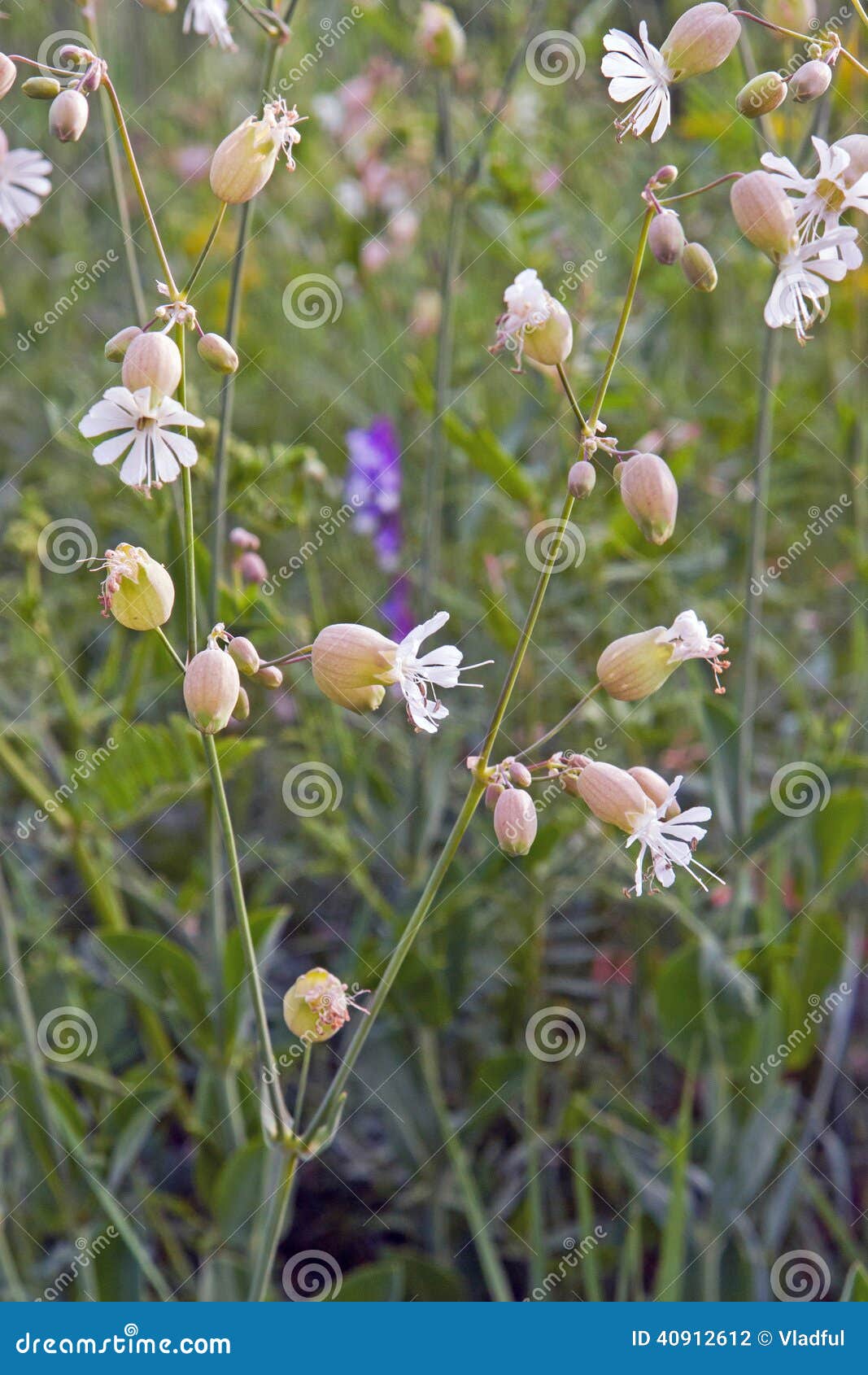 Wild bells2 stock photo. Image of meadow, prairie, nature - 40912612