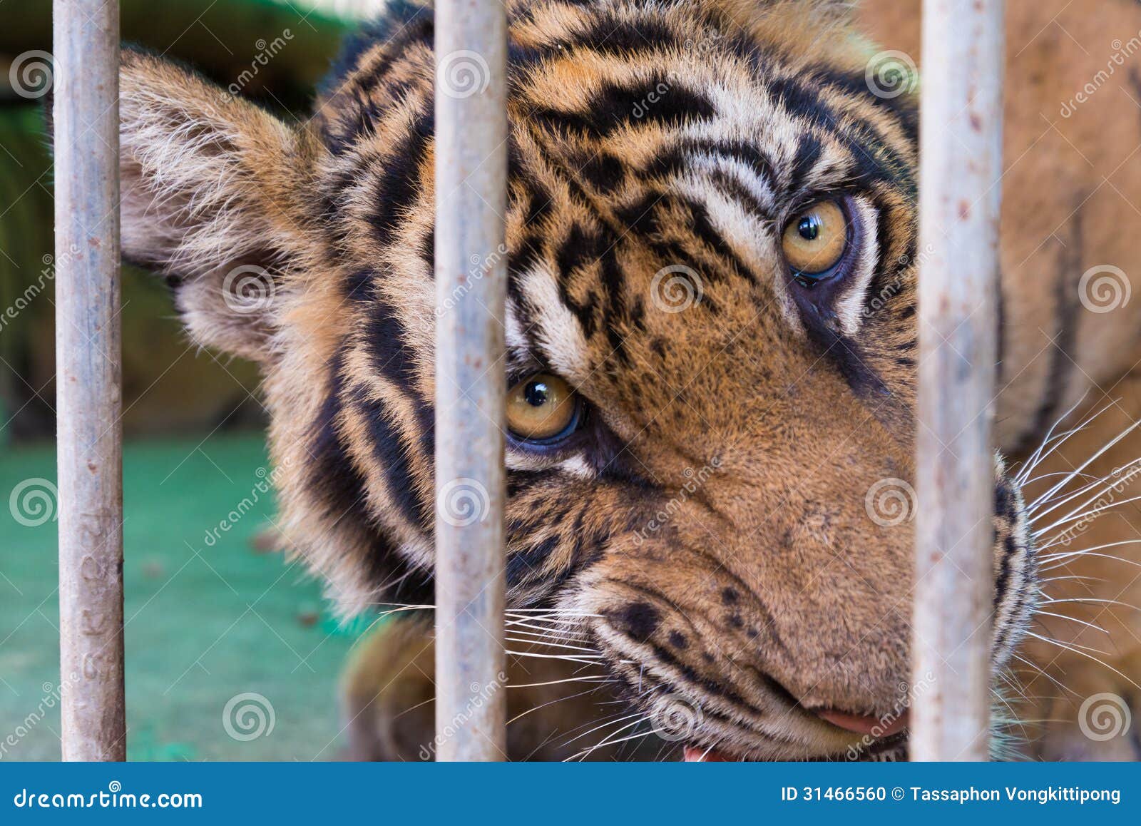 Wild Bengal Tiger Captured Behind Bars Stock Photo - Image of dangerous ...