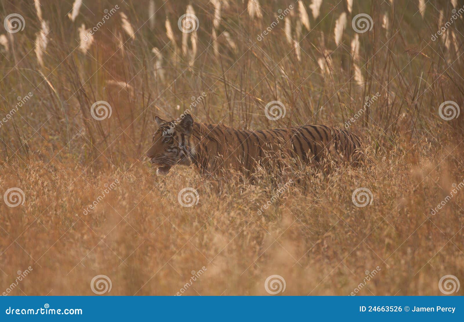 Wild Bengal Tiger in the Grass Stock Photo - Image of wildcat, wild ...
