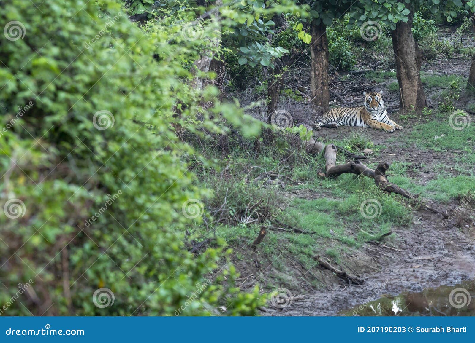 Wild Bengal Tiger with Radio Collared in Naural Green Trees Background ...