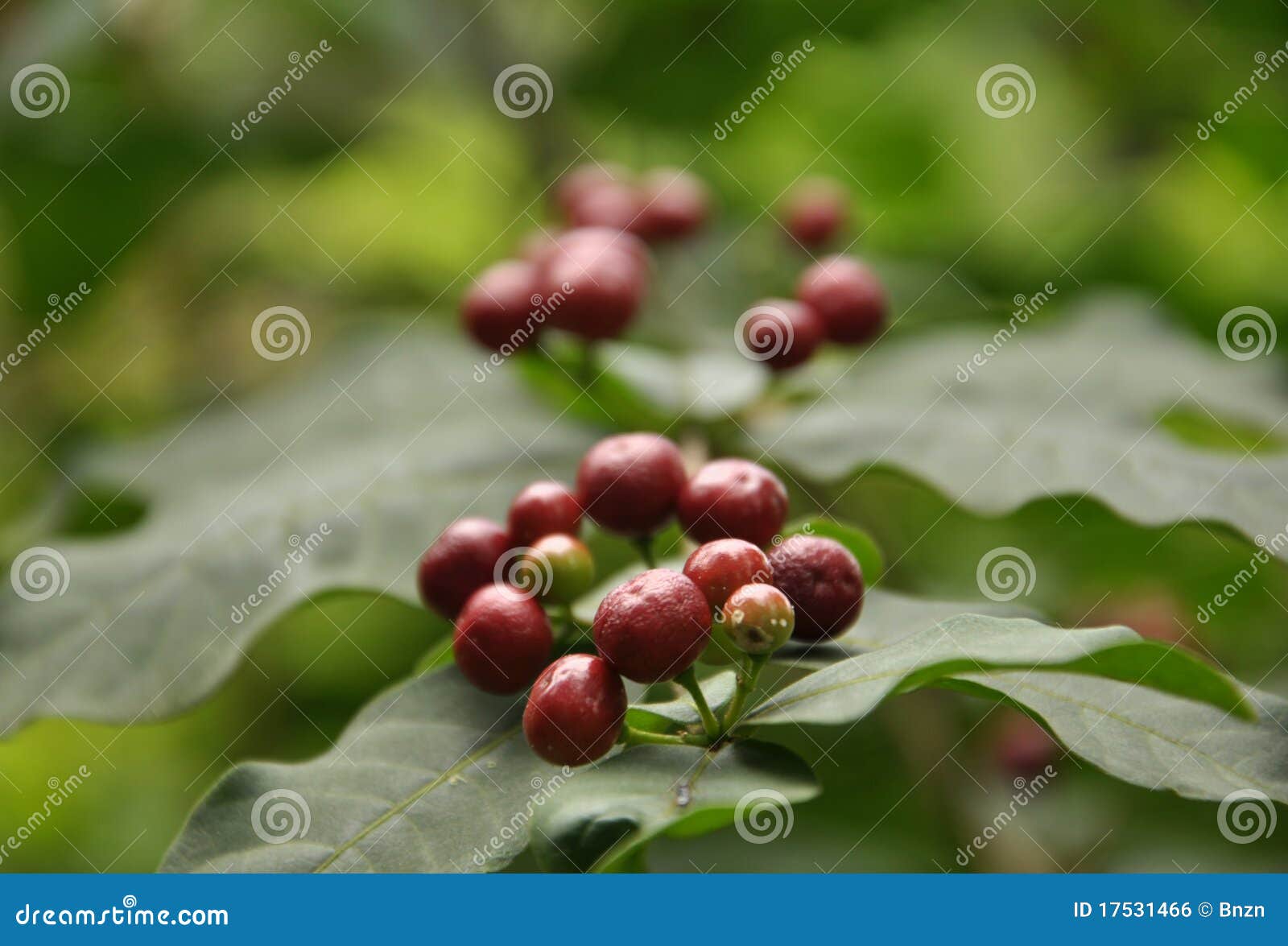 Wild Berries stock photo. Image of closeup, taste, fresh - 17531466
