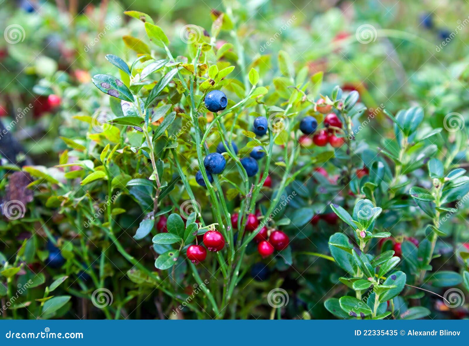 Wild Berries Royalty Free Stock Photo - Image: 22335435