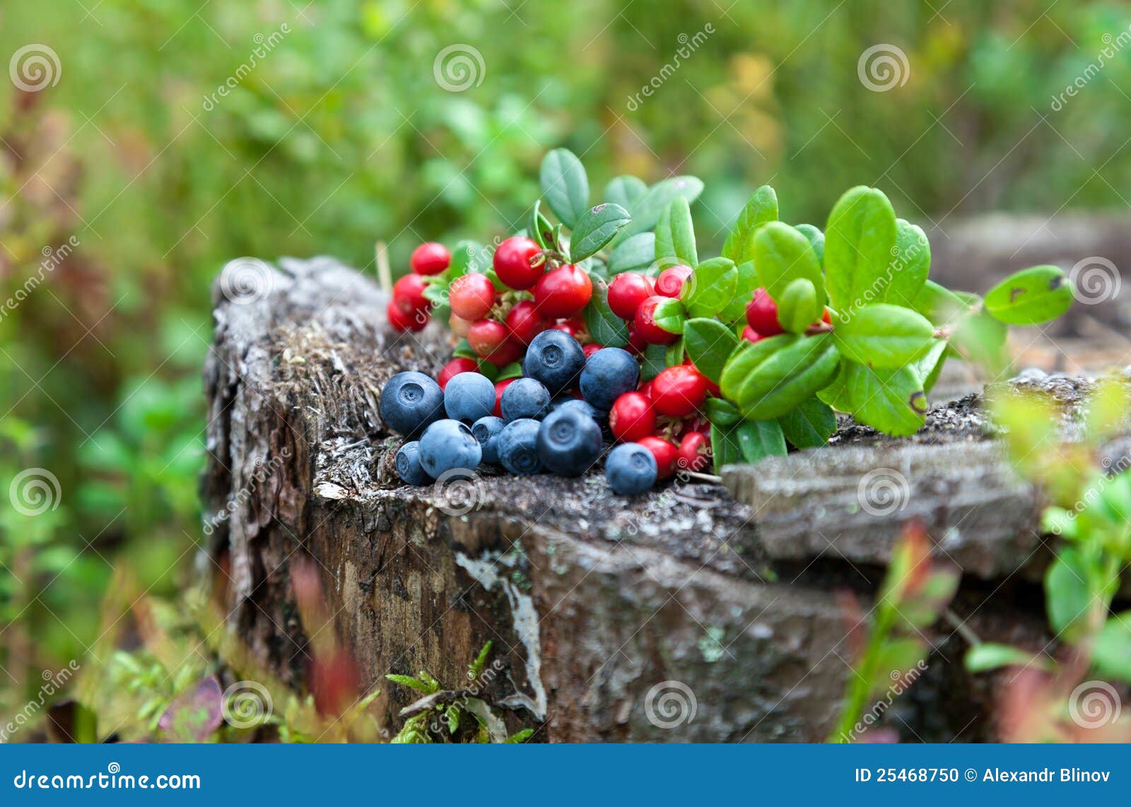 Wild berries stock photo. Image of juicy, plant, nutrition - 25468750