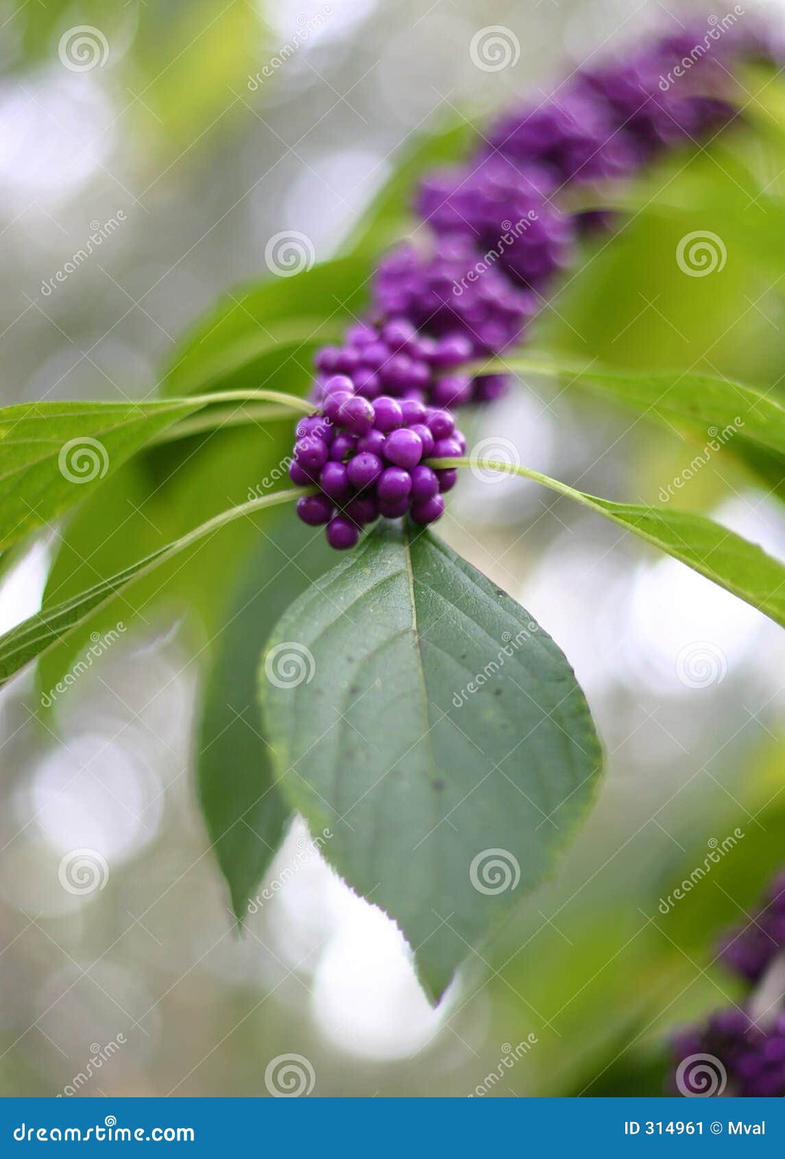 Wild berries stock image. Image of wild, leaf, berries - 314961