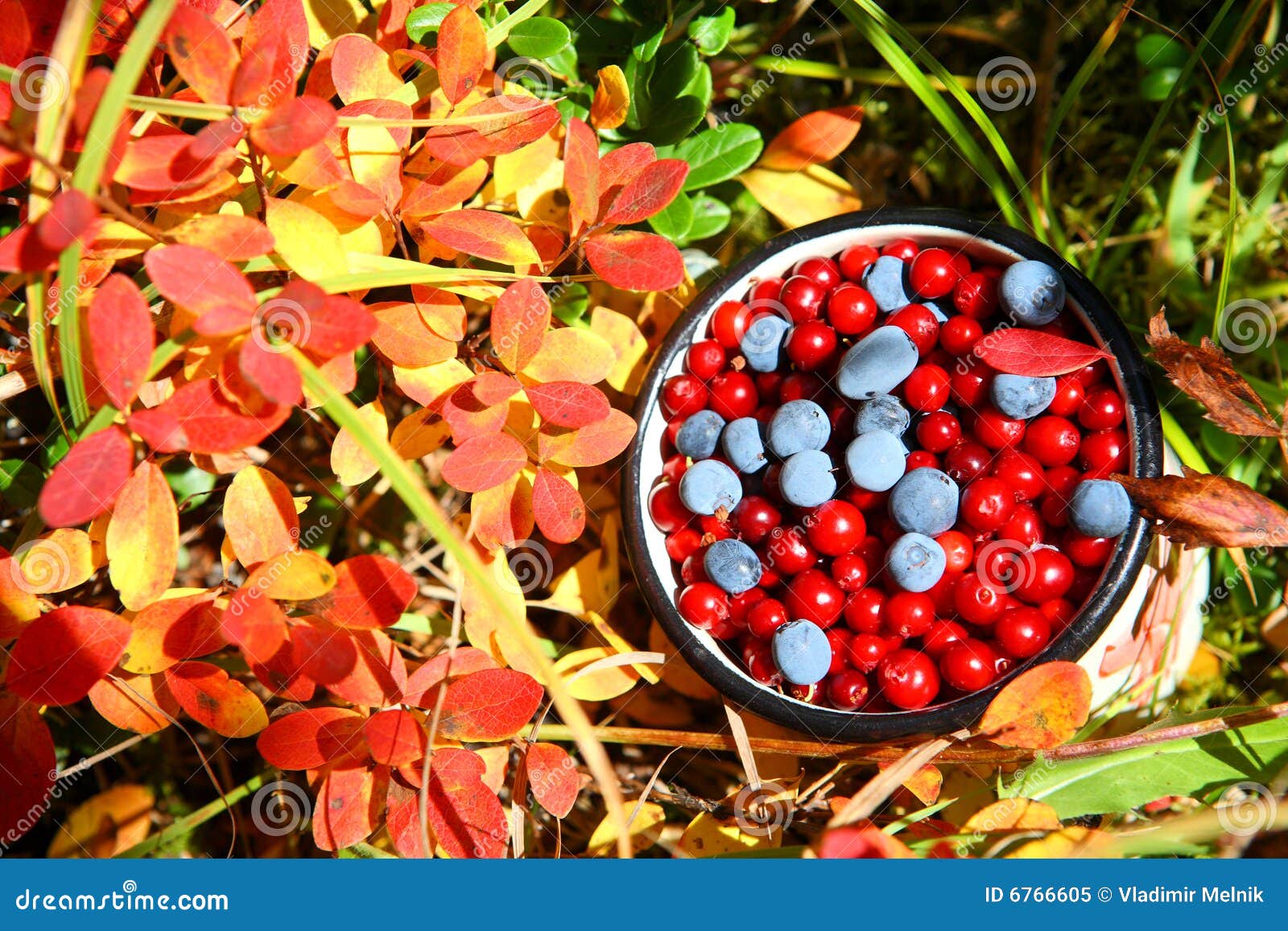 Wild berries stock image. Image of blue, berry, antioxidant - 6766605