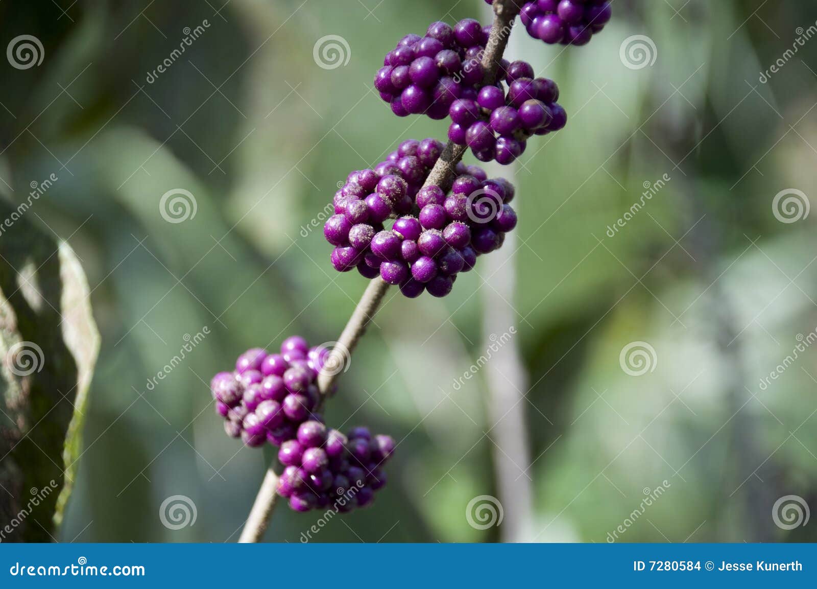 Wild Berries stock photo. Image of vibrant, depth, stem - 7280584
