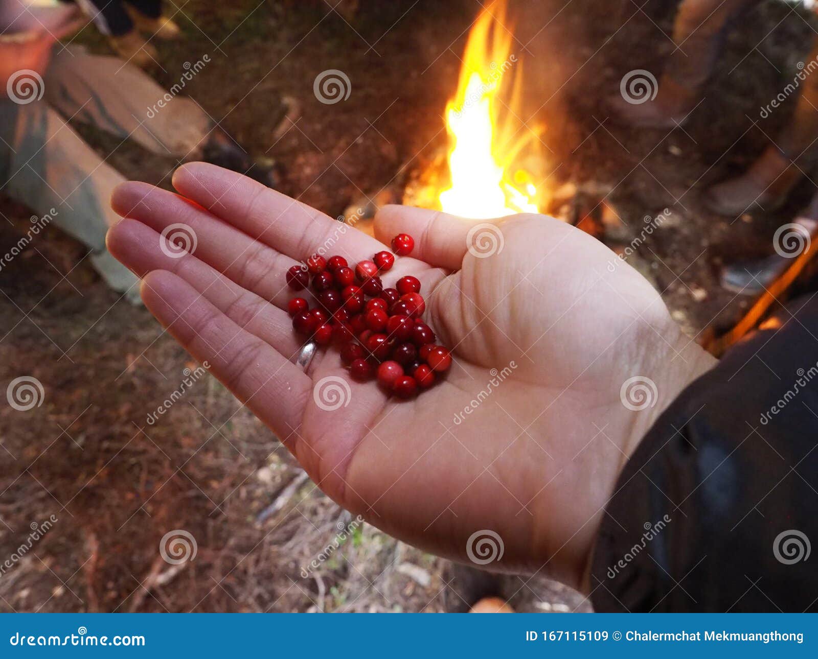 Wild Berries in the Autumn are Ready To Collect Fruit Stock Image ...