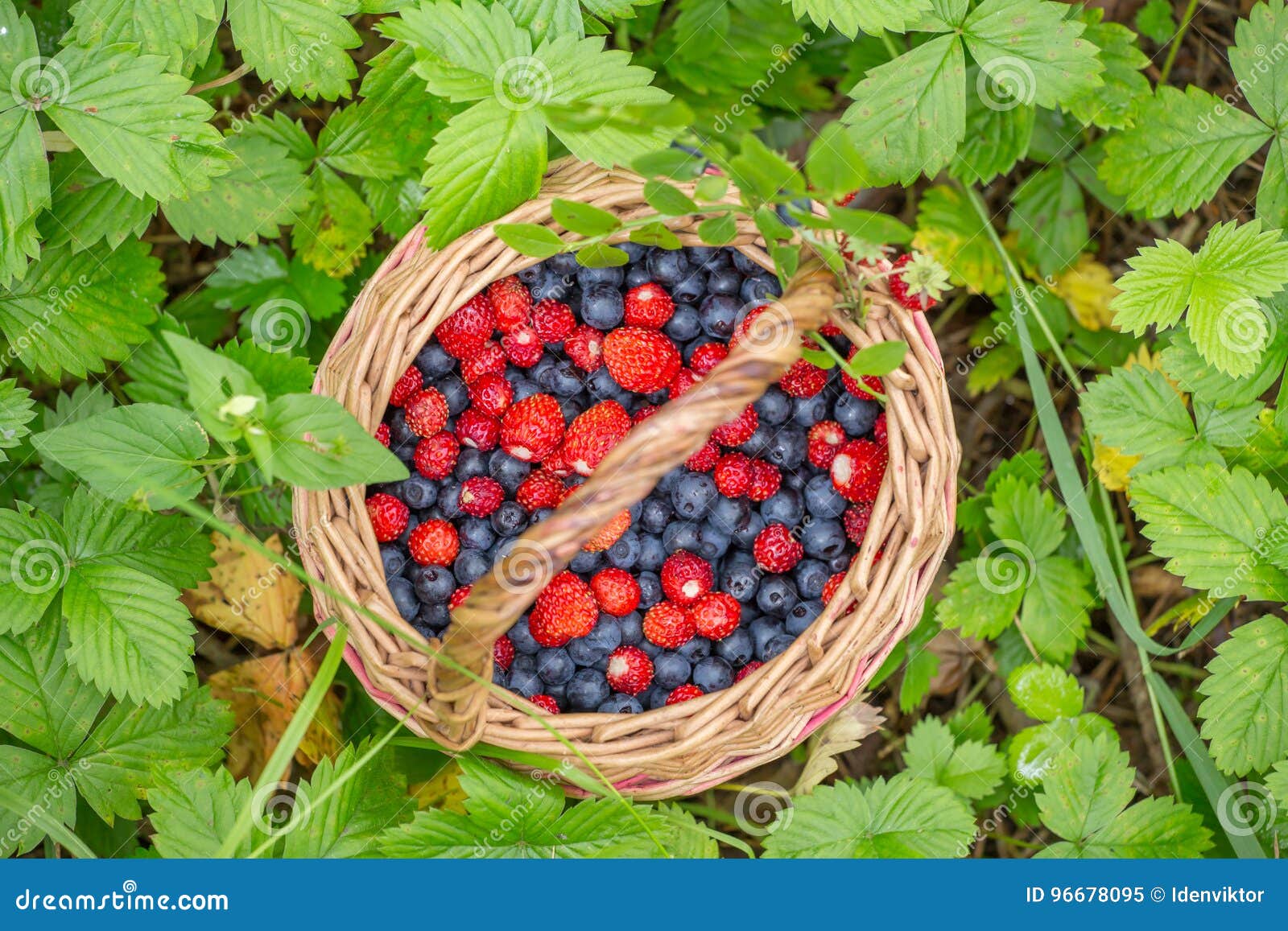 Wild Berries in a Basket on Forest Plants Background Closeup Stock ...