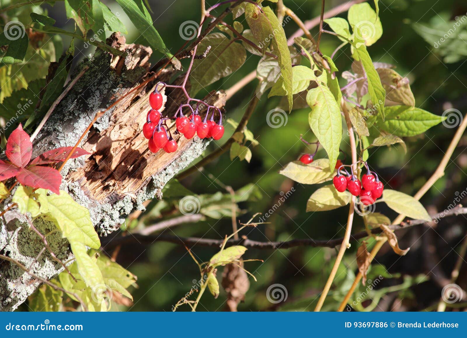 Coopermarsh Stock Photos - Free & Royalty-Free Stock Photos from Dreamstime