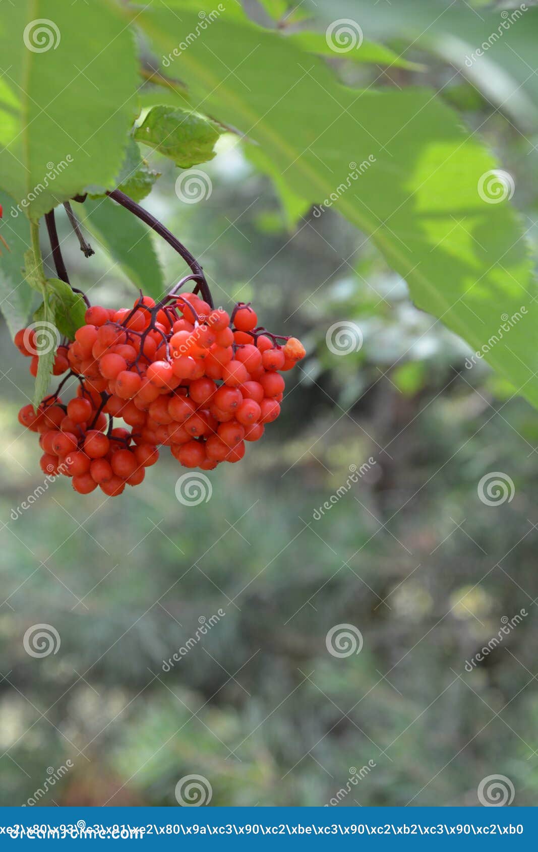 Wild berries in the forest stock image. Image of natural - 196130083