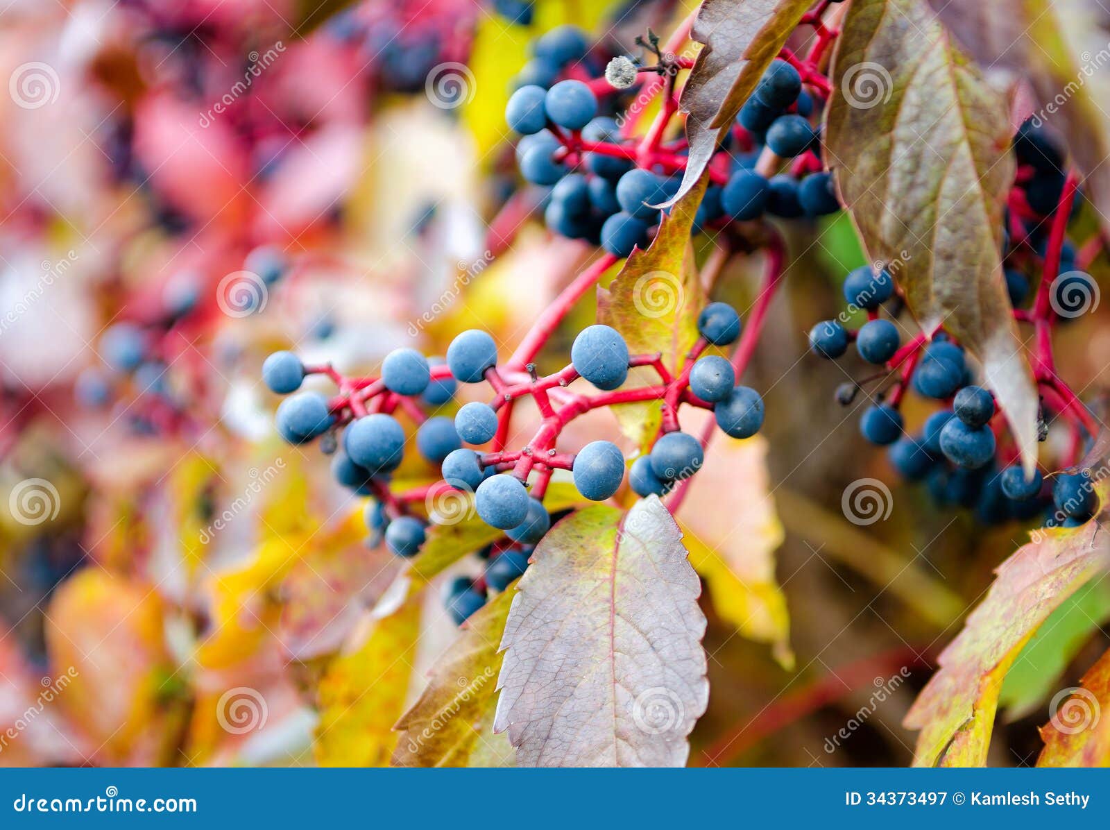 Wild Berries stock image. Image of bright, cherry, branch - 34373497
