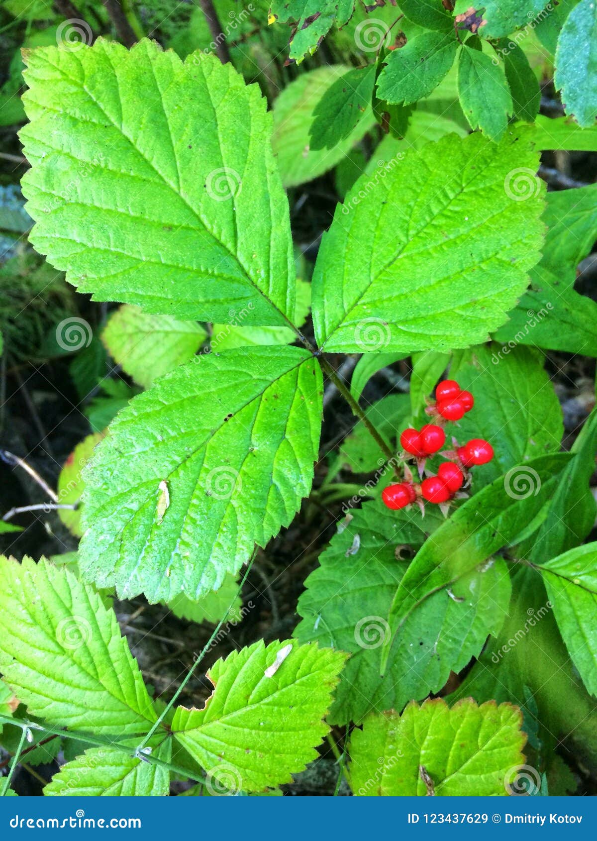 Wild berries stock image. Image of wild, berries, plants - 123437629