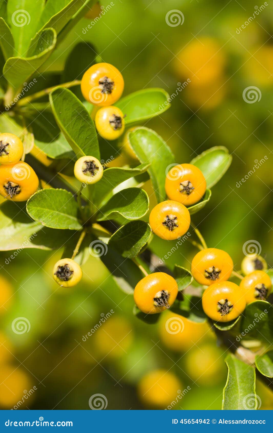 Wild Berries among Green Leaves Stock Photo - Image of bush, yellow ...
