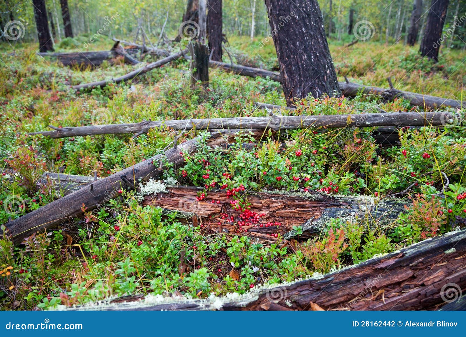 Wild Berries Grow in the Forest Stock Photo - Image of huckleberry ...