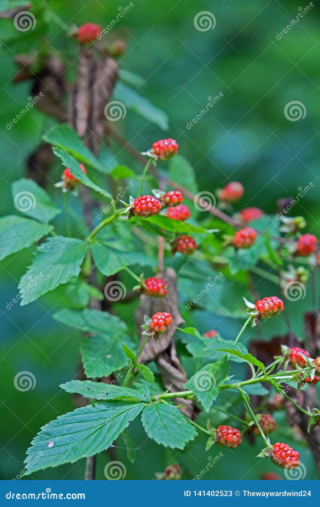 Wild Berries Growing in the Forest Stock Image - Image of display ...