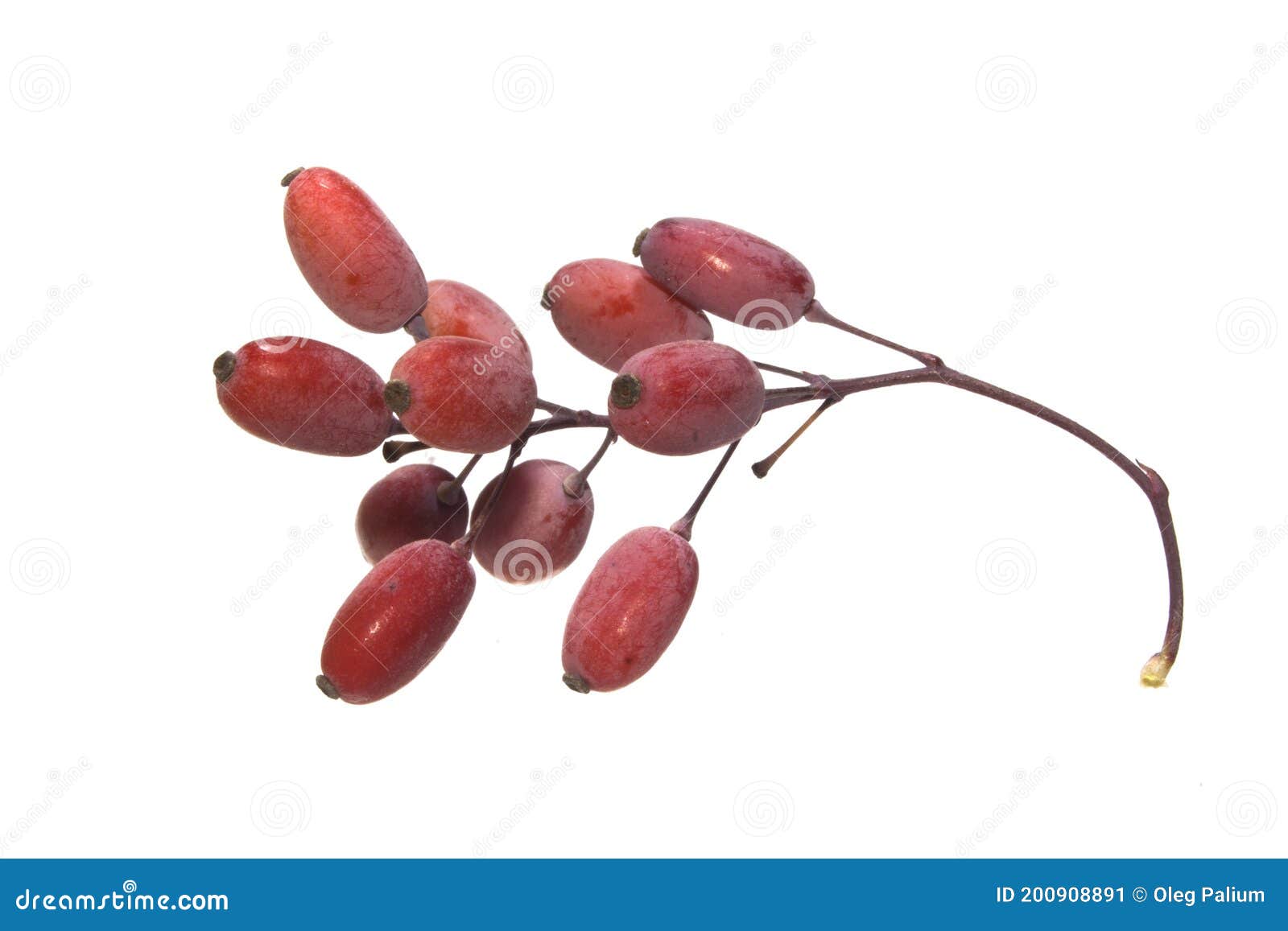 Wild Berries Isolated on White Background Stock Image - Image of fresh ...