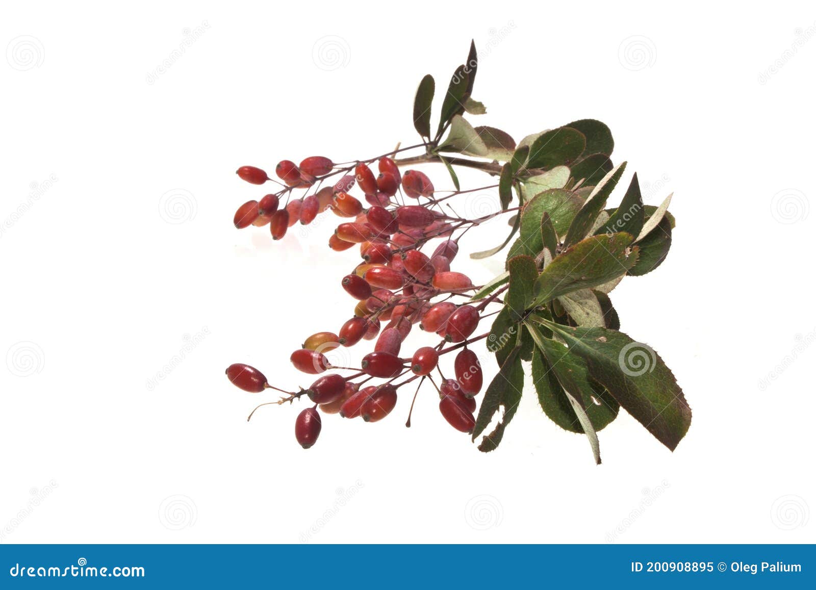 Wild Berries Isolated on White Background Stock Image - Image of color ...
