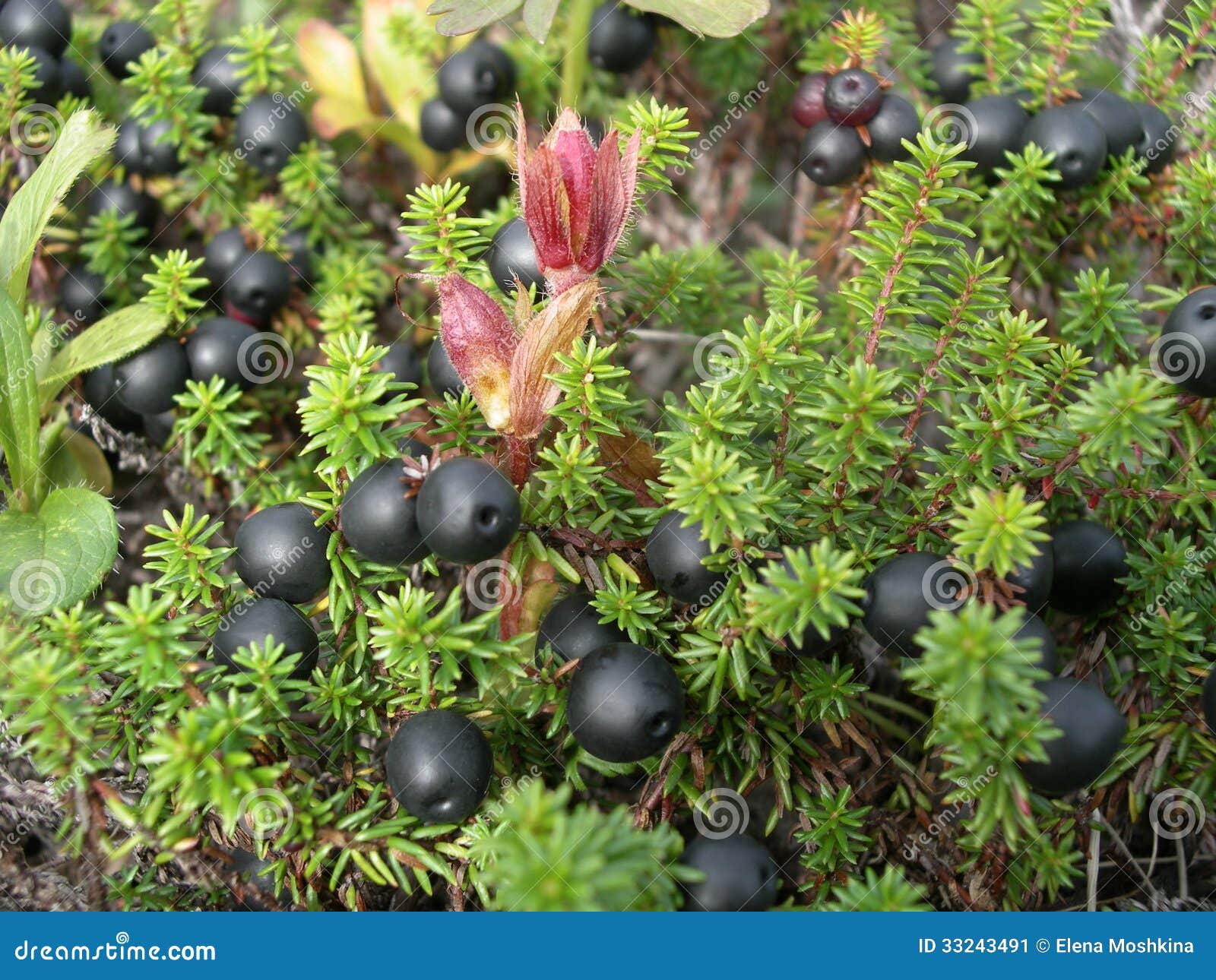 Wild berries stock image. Image of wilerness, berries - 33243491