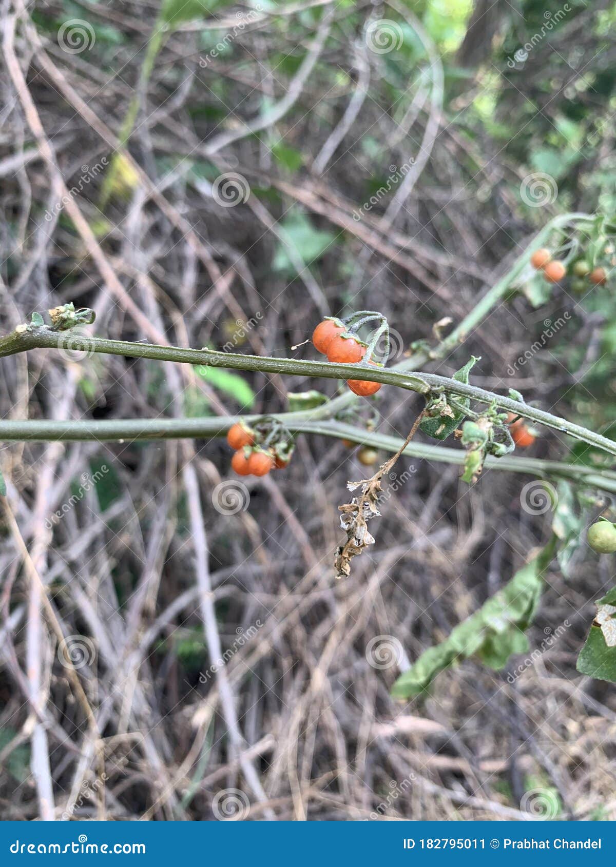Wild berries stock image. Image of berries, looks, like - 182795011