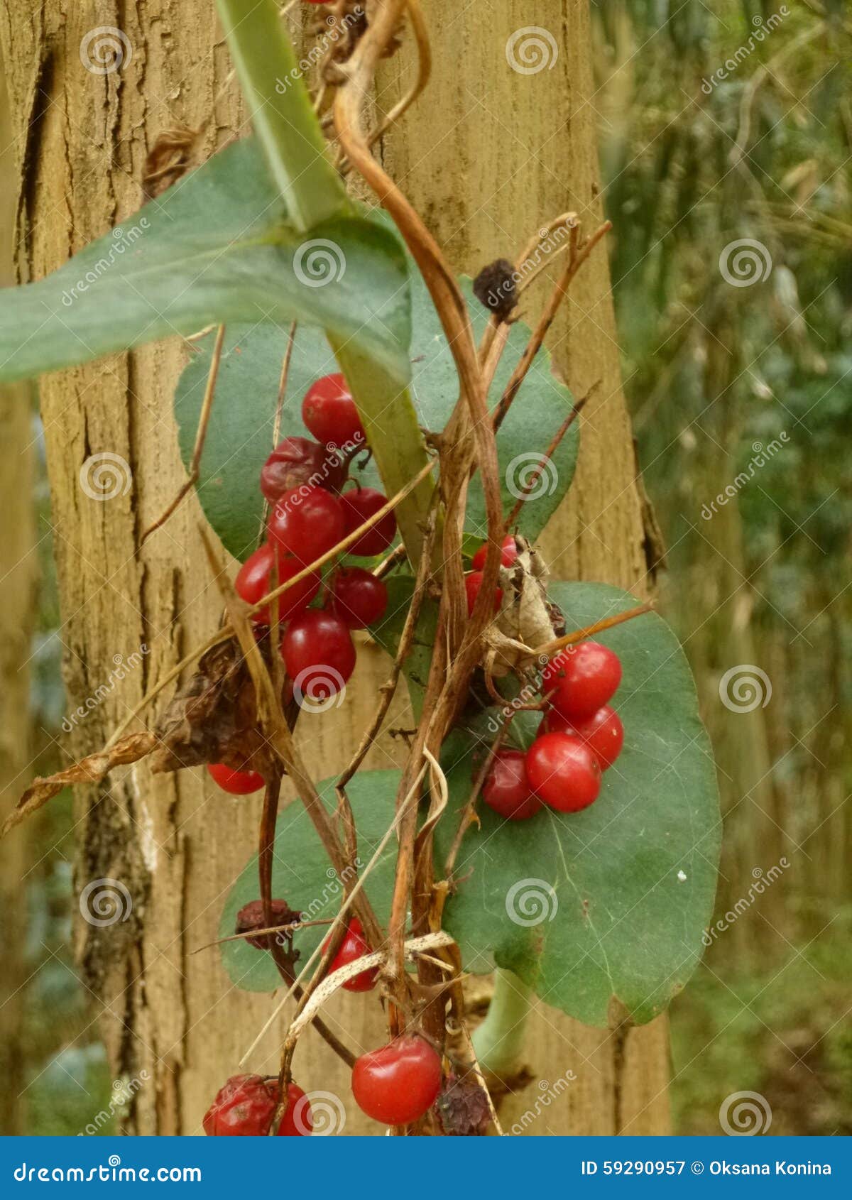 Wild Berries Near the Tree in the Forest Stock Image - Image of forest ...
