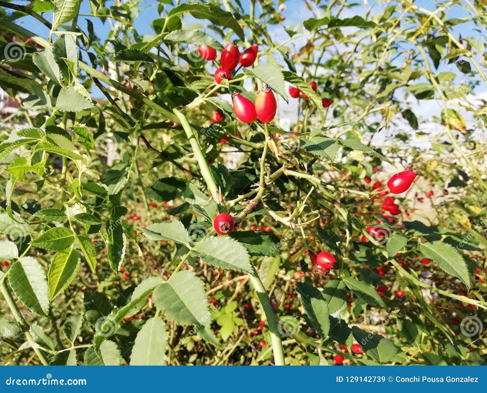 Wild red berries stock image. Image of wild, growing - 129142739