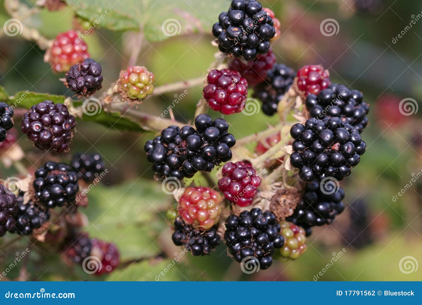 Wild berries shrub stock photo. Image of black, spring - 17791562