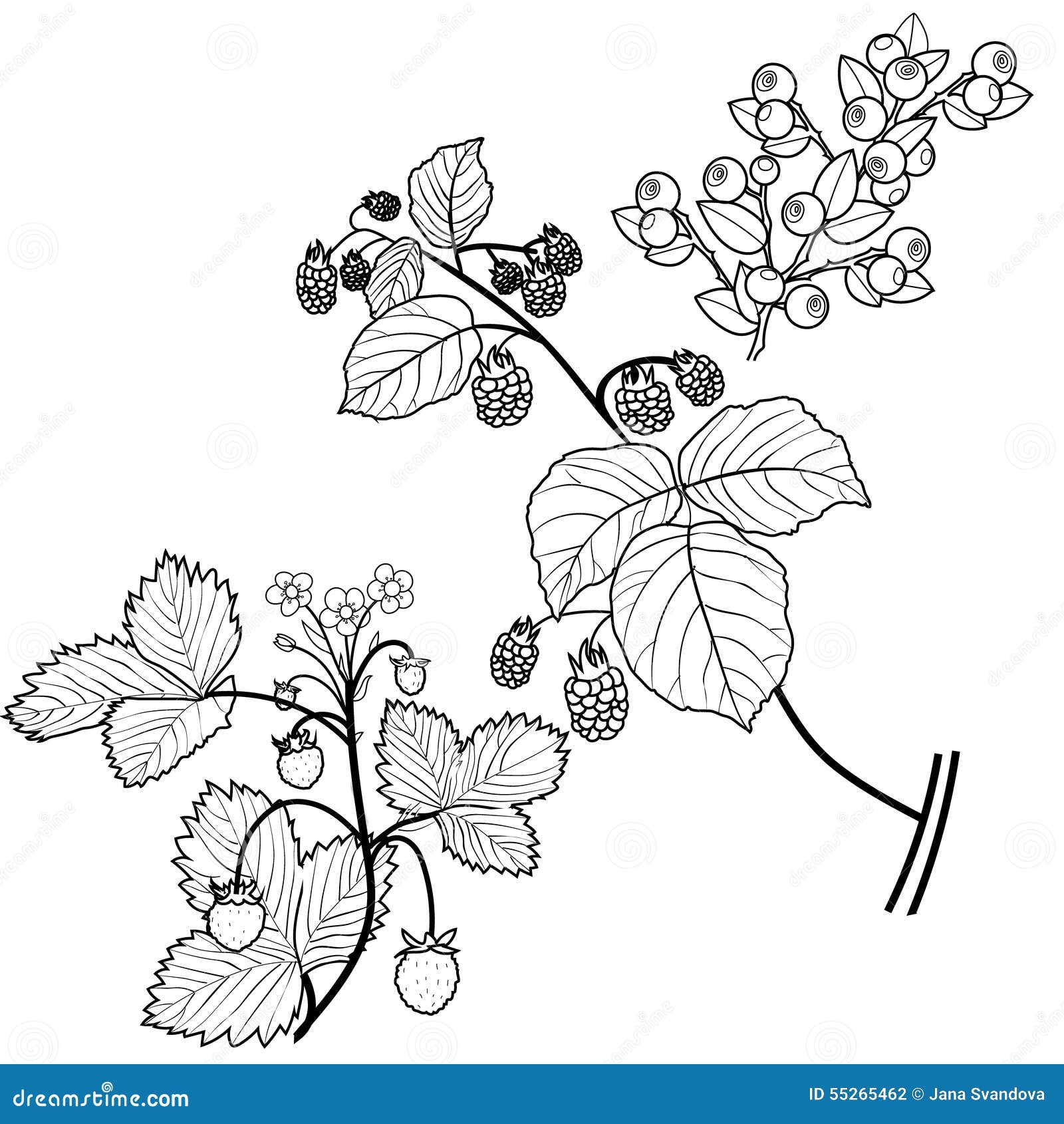 Wild berries. stock vector. Illustration of nature, drawing - 55265462