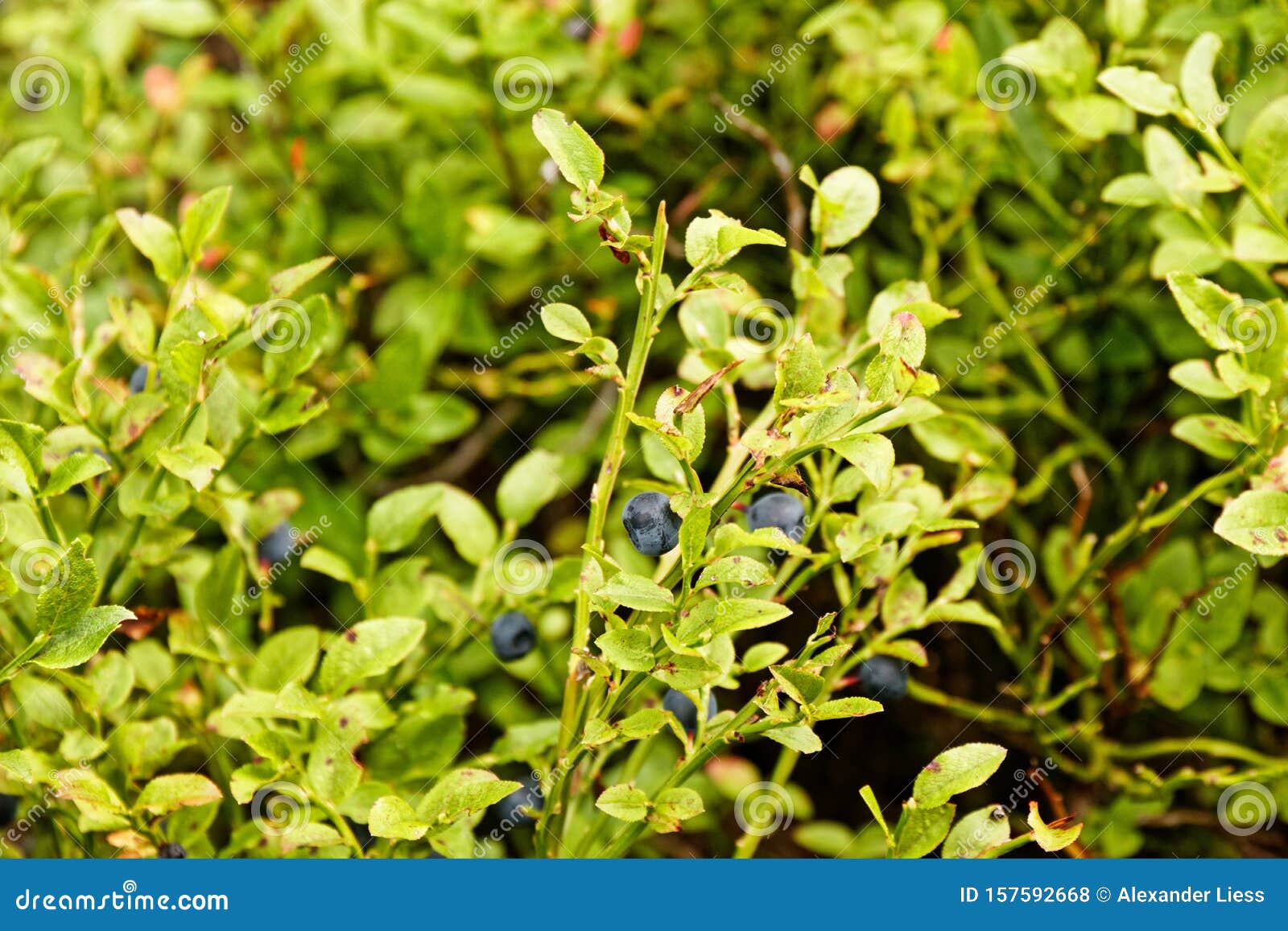 Wild Blueberry Bush in the Thuringian Forest Stock Photo - Image of ...