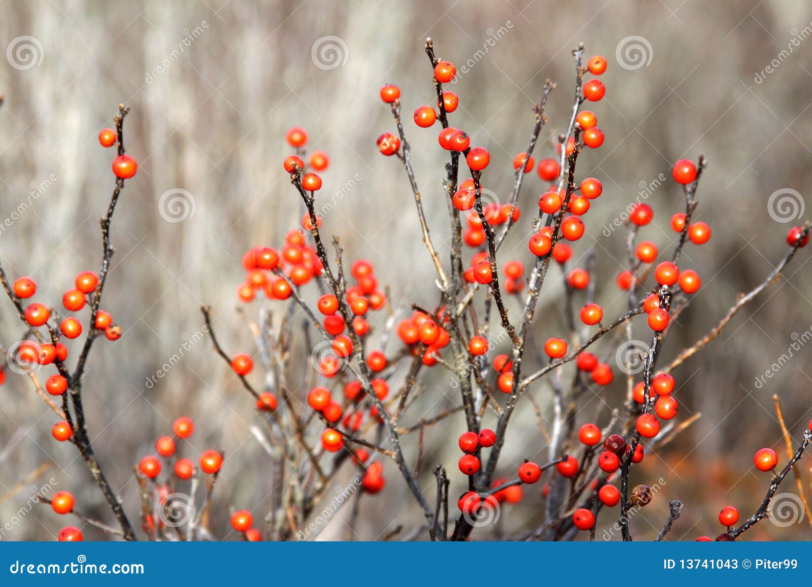 Wild berry stock image. Image of summer, horizon, color - 13741043