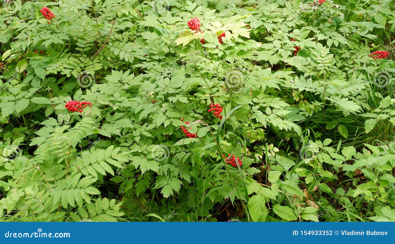 Wild berry in the forest stock photo. Image of home - 154933352