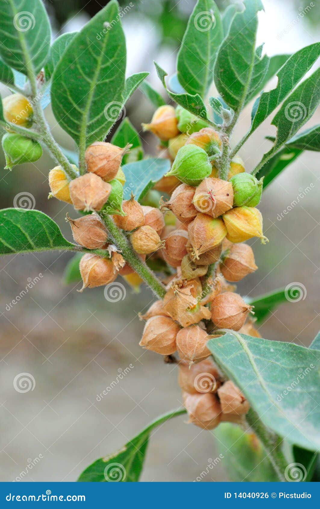 Wild berry plant stock photo. Image of colored, bunch - 14040926
