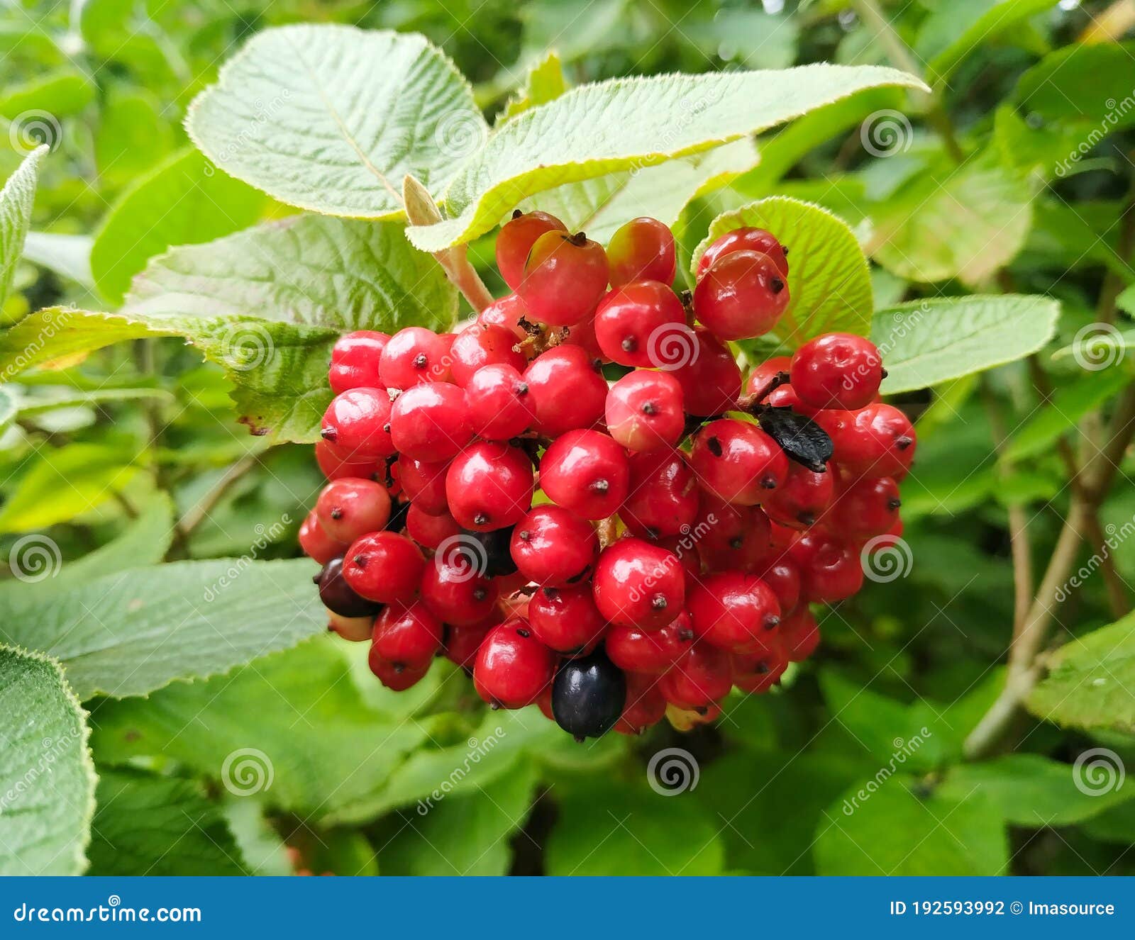 Wild Berry Plant in the Garden Stock Photo - Image of bush, natural ...