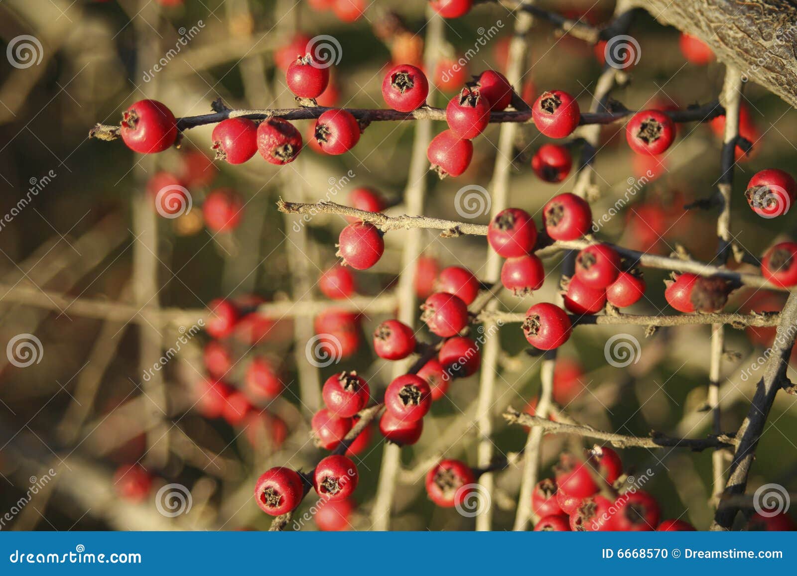 Wild berry tree stock photo. Image of climate, background - 6668570
