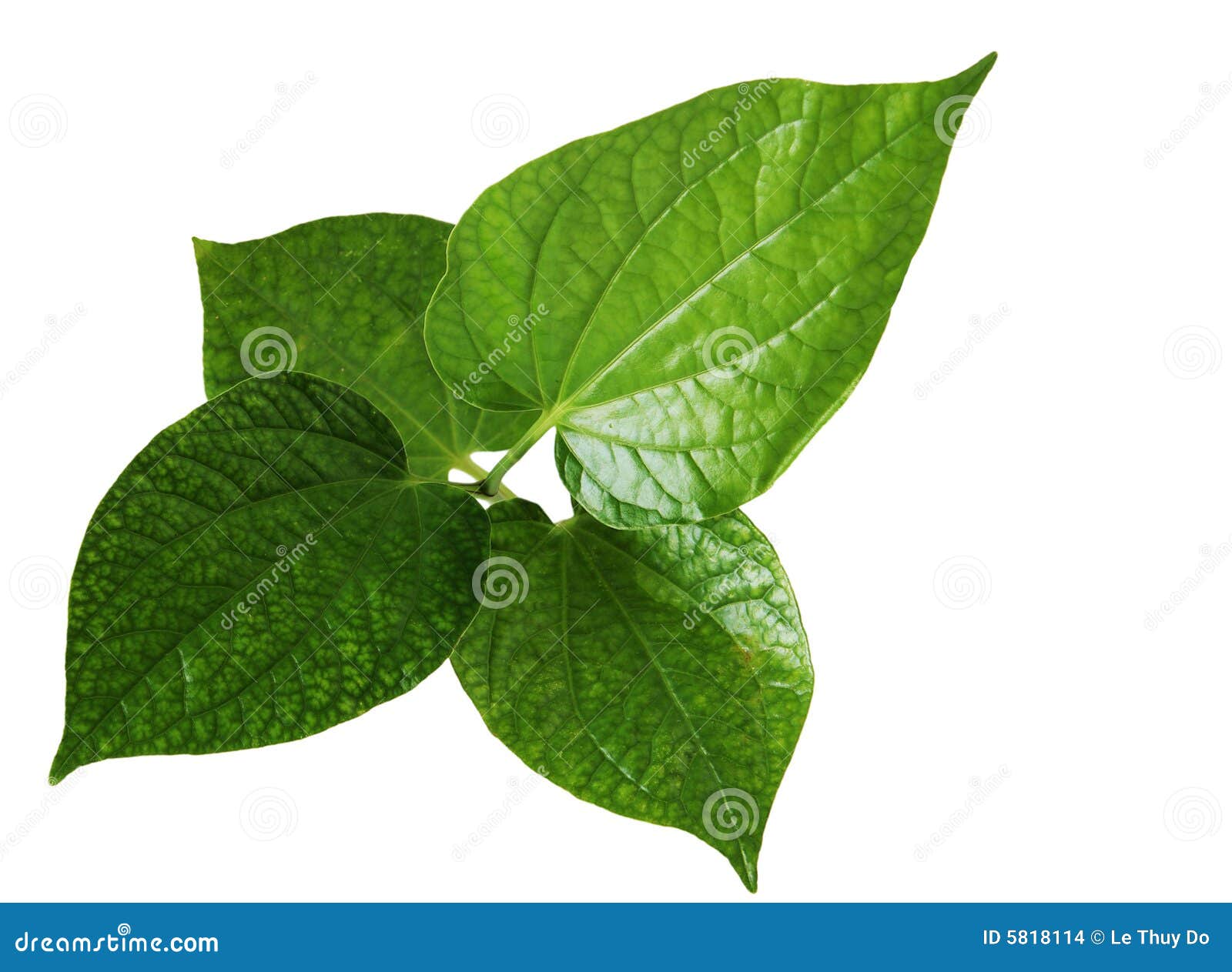 Wild betal leaves stock photo. Image of leaves, wild, organic - 5818114