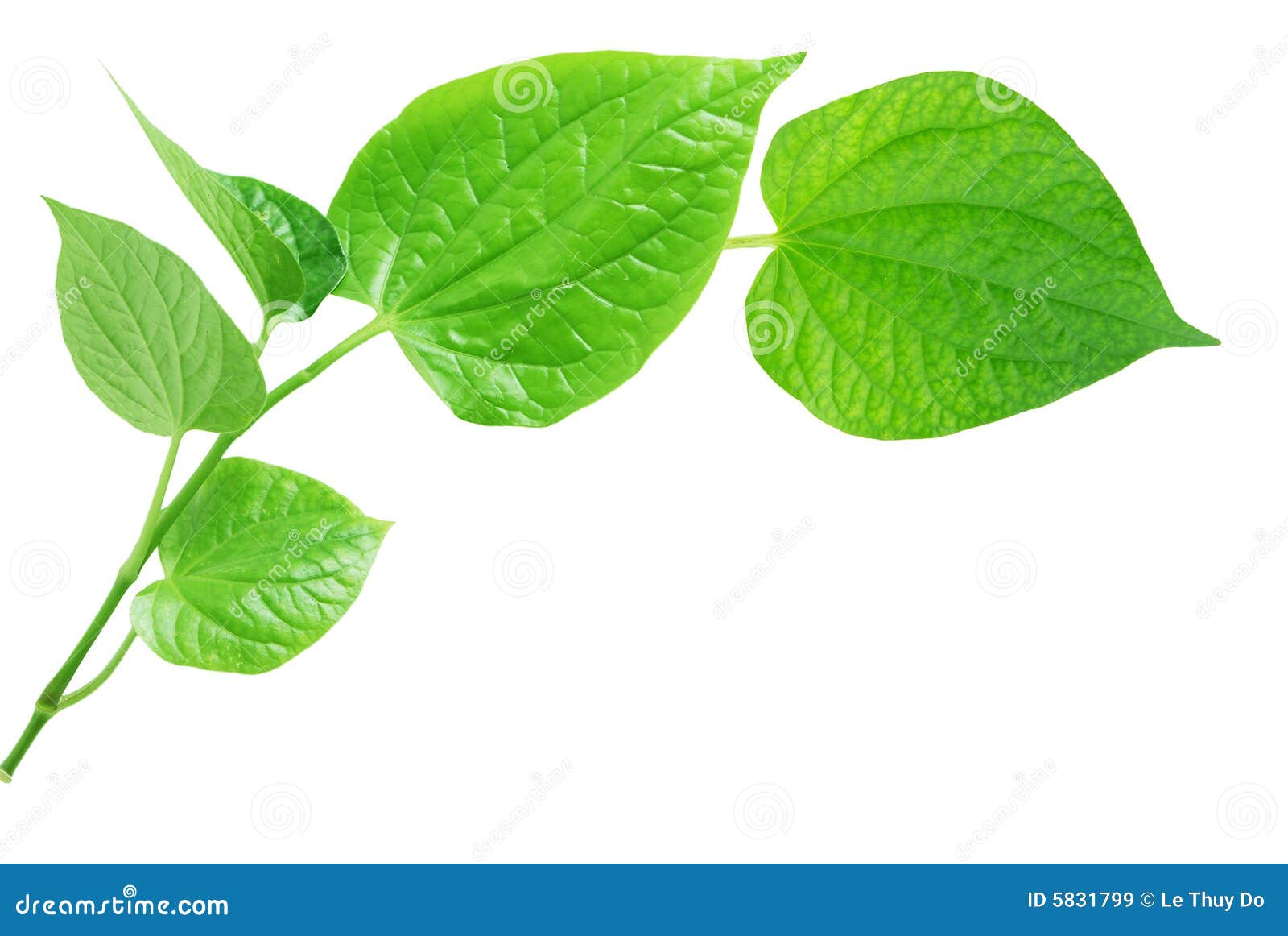 Wild betal leaves stock image. Image of wild, pattern - 5831799