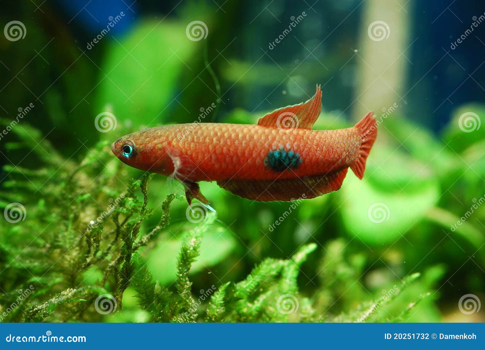 Wild Betta Alien Female Or Plakat Fighting Fish Splendens Royalty-Free ...