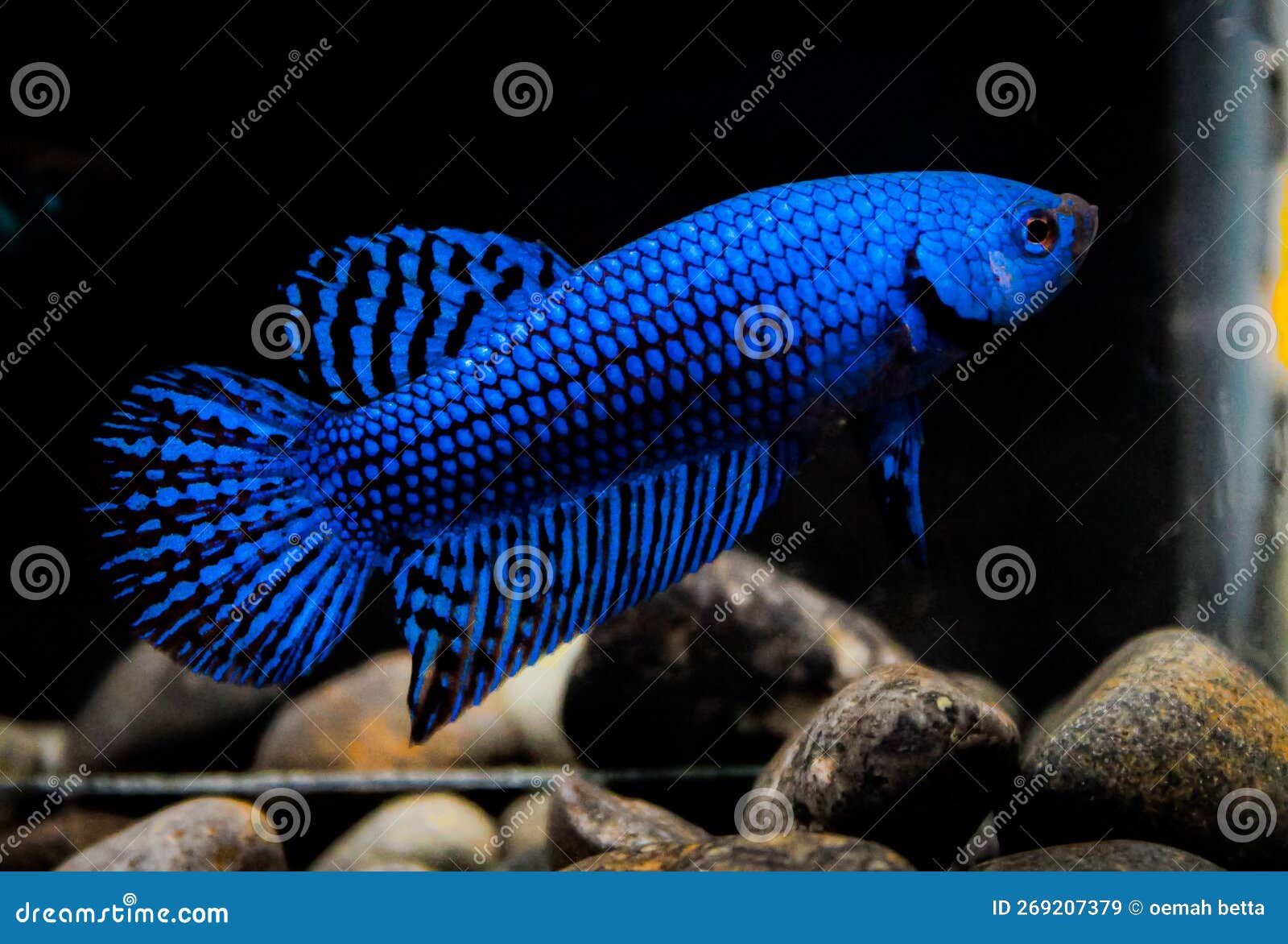 Betta fish mahachai blue stock image. Image of tank - 269207379
