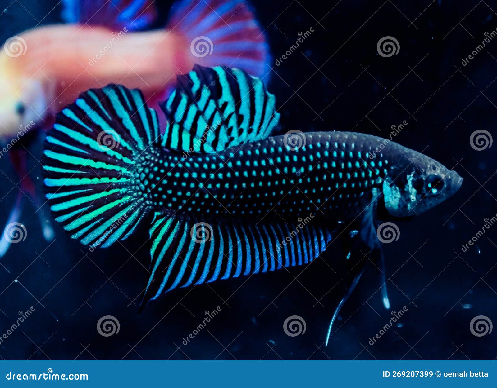 Betta fish mahachai green stock image. Image of mahachai - 269207399