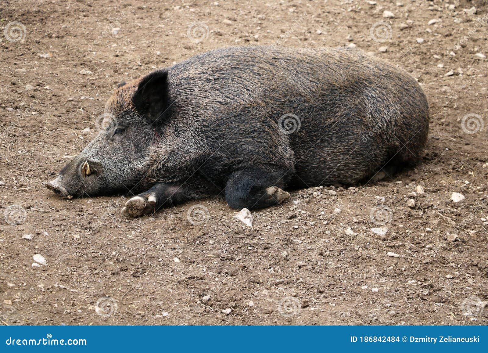 Wild Big Boar Lies on the Ground. Selective Focus. Stock Photo - Image ...