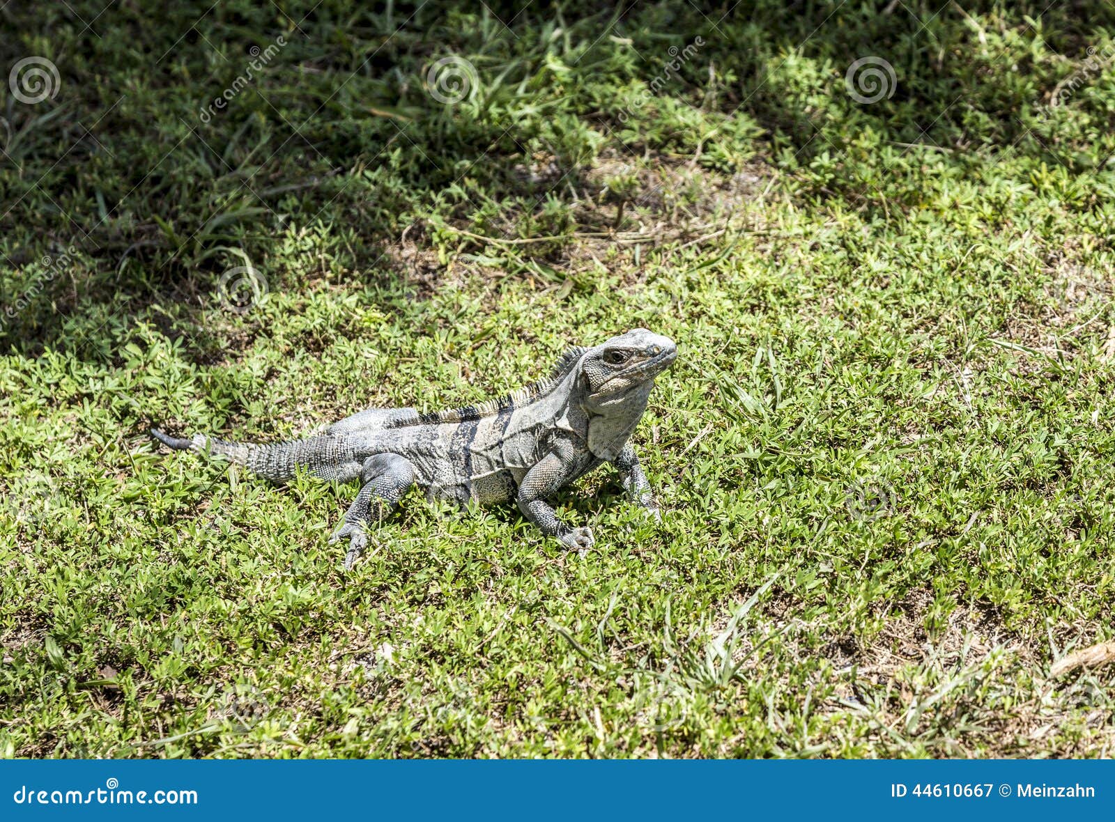Wild big lizard stock image. Image of miami, background - 44610667