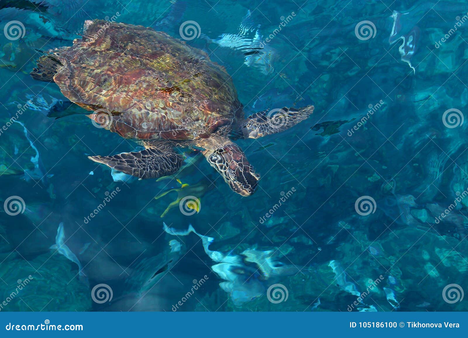Wild Big Sea Turtle in Andaman Sea Stock Photo - Image of refreshing ...