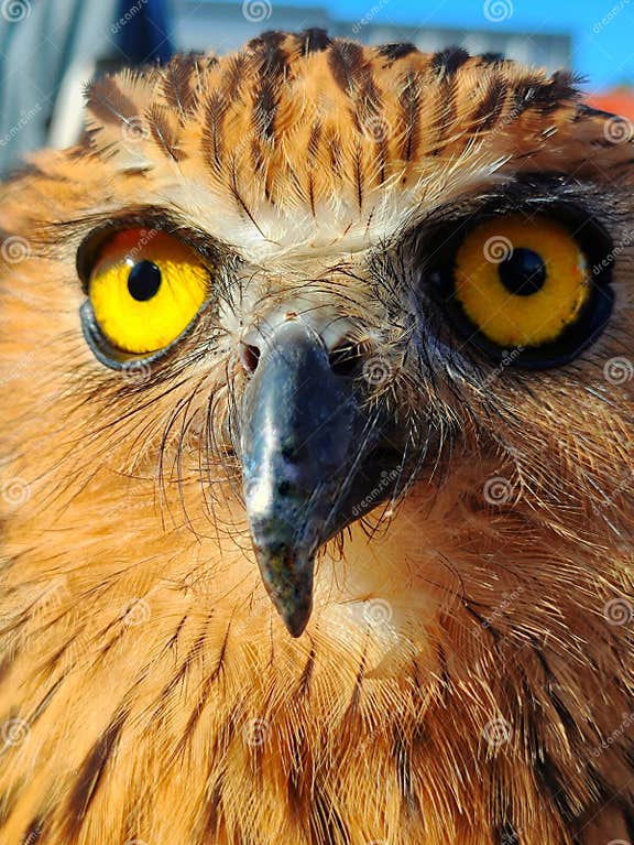 The Wild, Big and Sharp Eyes of an Owl. Stock Photo - Image of eyes ...