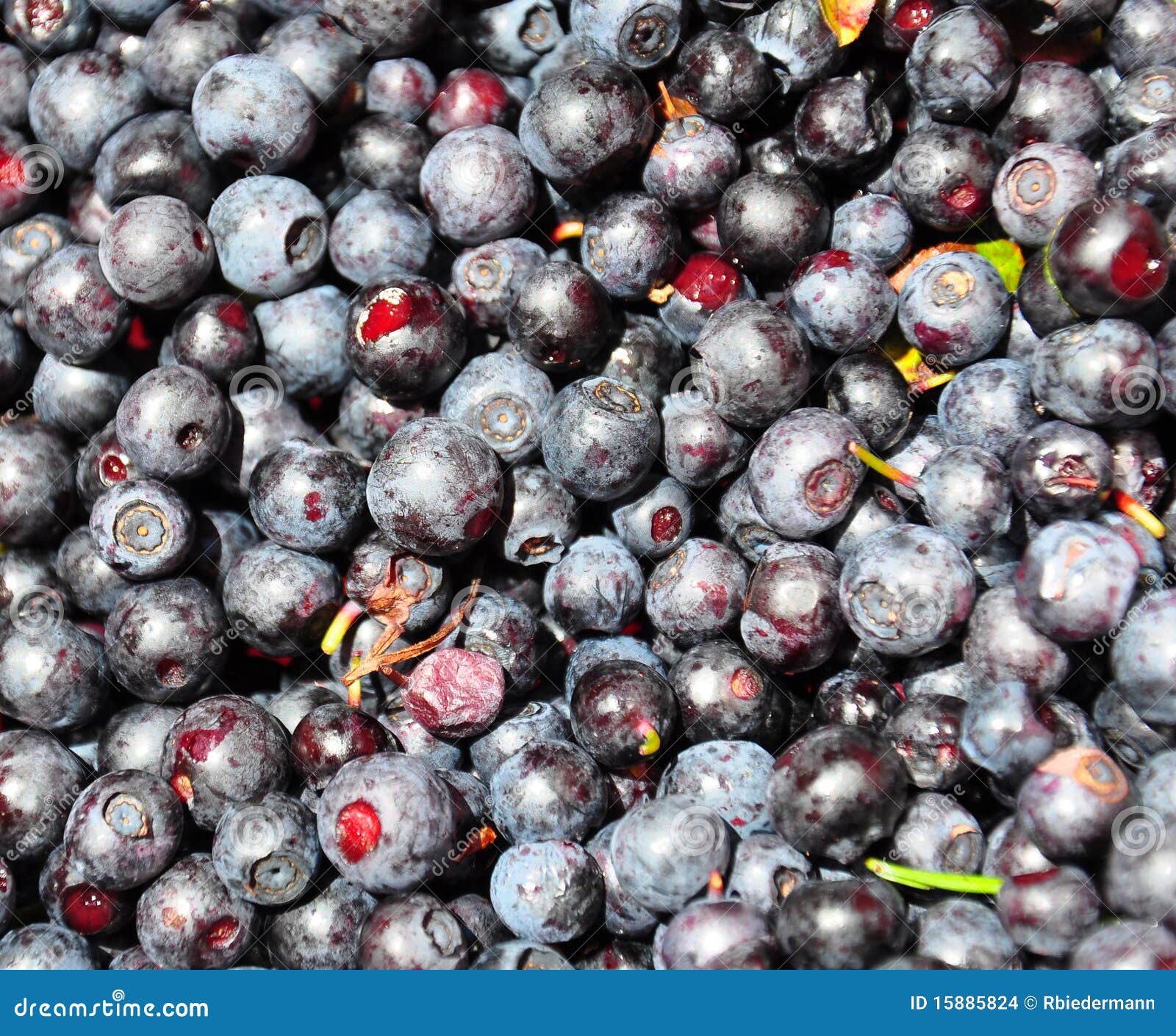 Wild Bilberries after Collecting Stock Photo - Image of bilberries ...