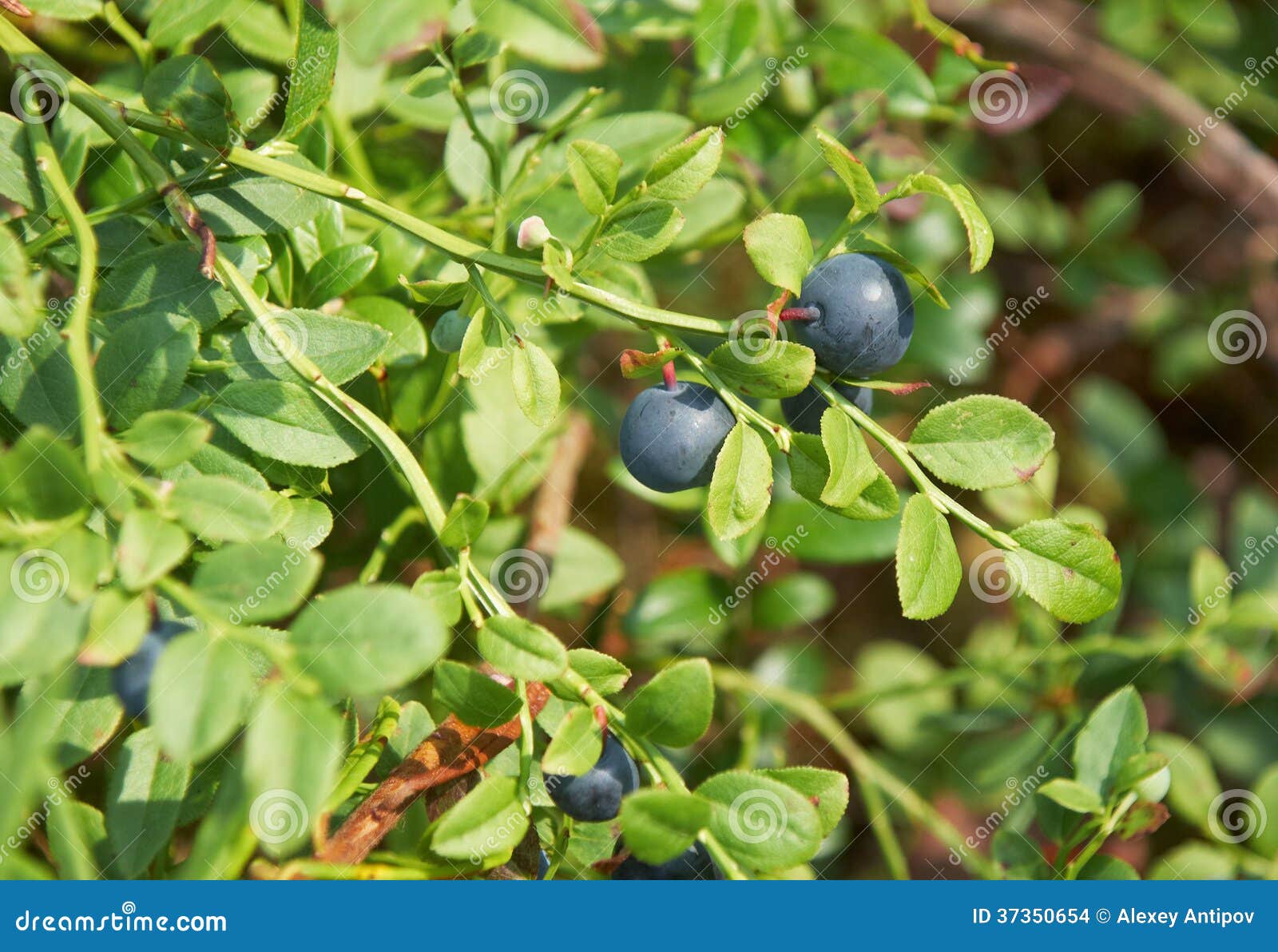 Wild Bilberry Bush in Forest Stock Photo - Image of healthy, fruit ...