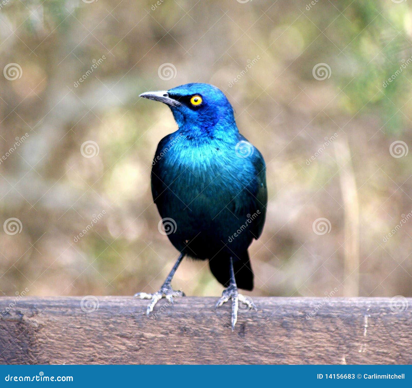 Wild Bird Of Intense Color Considered One Of The Most Beautiful ...