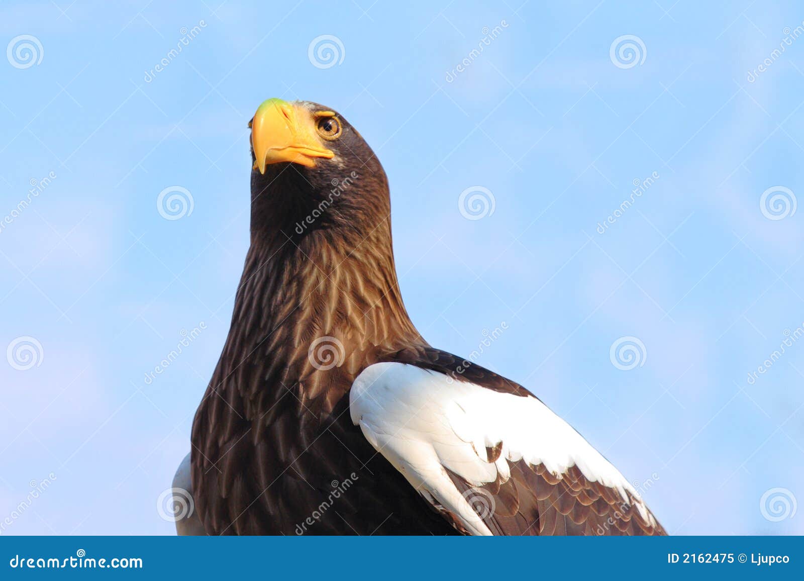 Wild bird stock image. Image of glance, carnivore, blue - 2162475