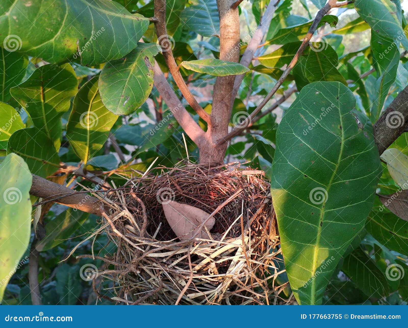 Wild birds nest stock image. Image of grass, growth - 177663755