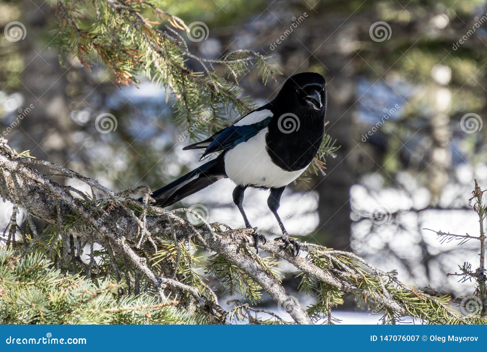 Wild Bird Common Magpie on a Tree in the Forest Stock Image - Image of ...