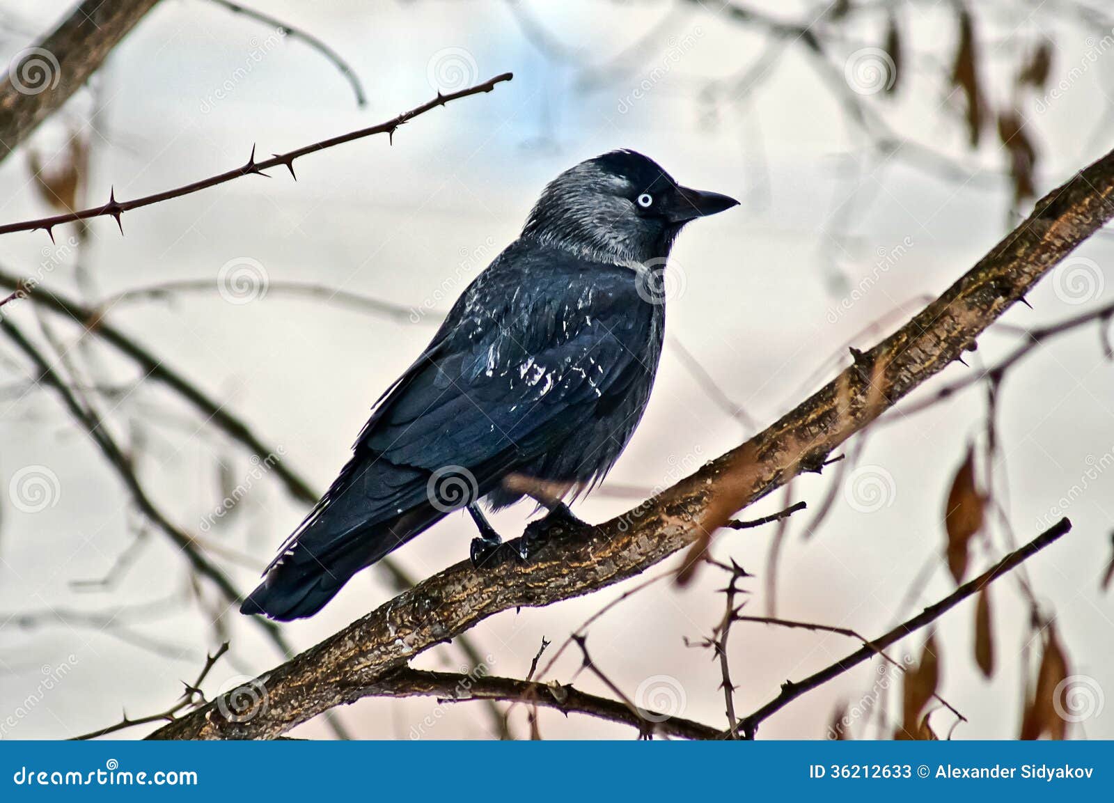 Wild bird crow stock image. Image of isolated, screaming - 36212633