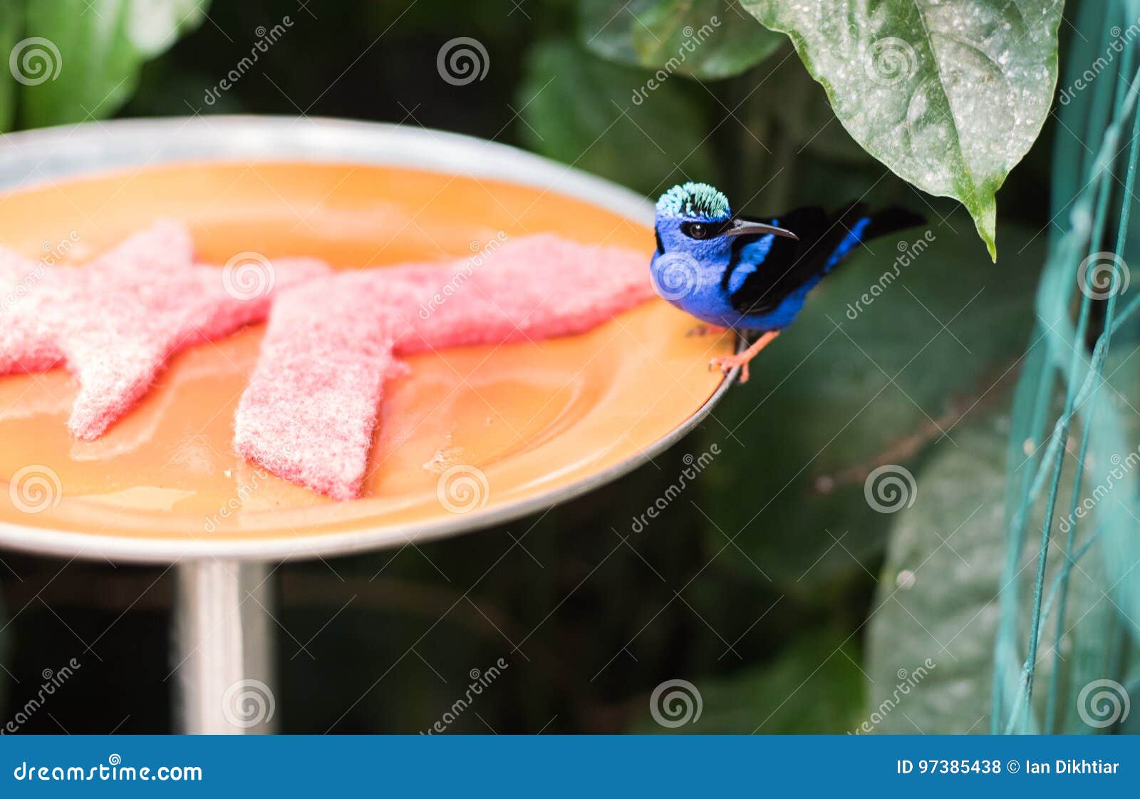 Wild bird stock photo. Image of birds, ibis, fauna, great - 97385438